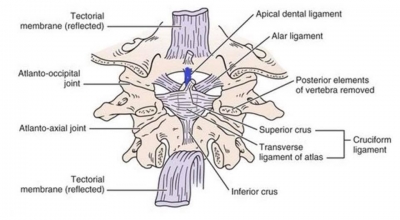 Apical Ligament – P-DTR® USA