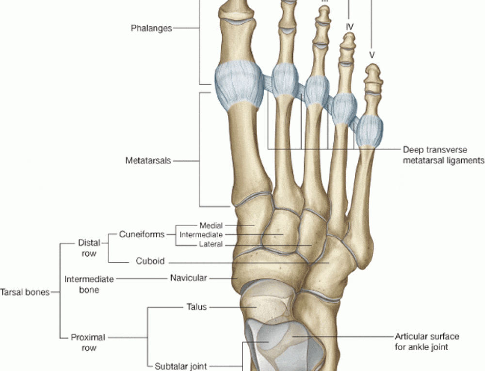 Iliolumbar Ligament – P-DTR® USA