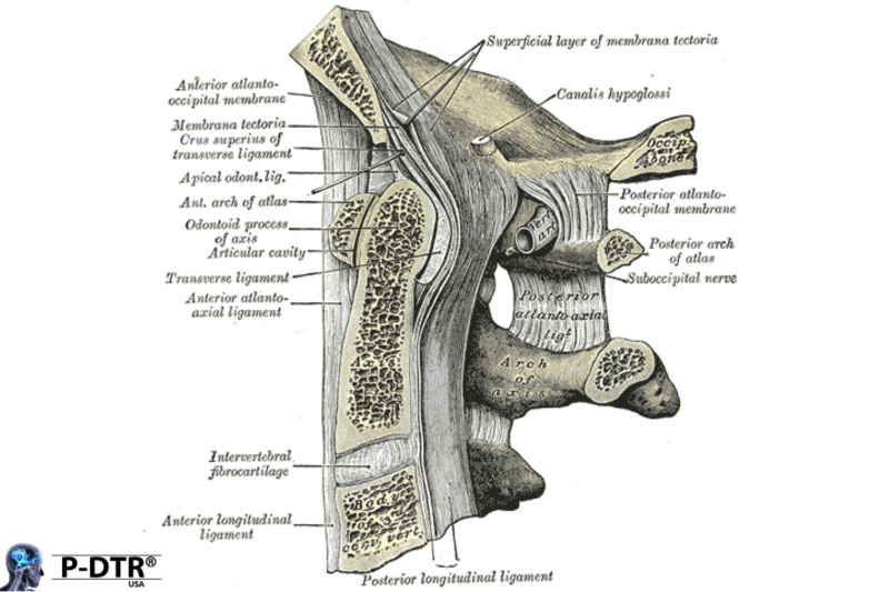 Addressing Severe Neck Pain: The Role of the Apical Ligament – P-DTR® USA